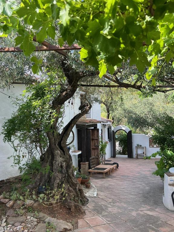 Finca Maran sfeervol familiehuis in Moorse stijl met zwembad en diverse ...