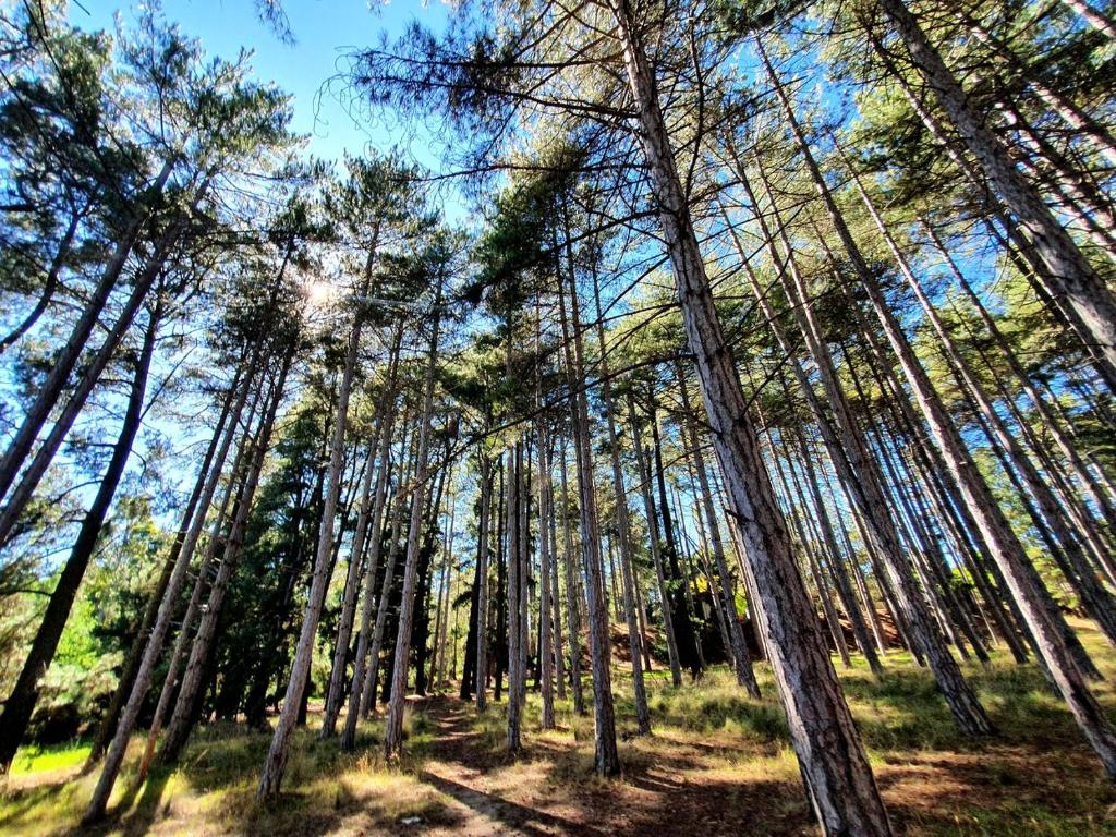 Lovely Glamping Tent in Victoria, Australia - Perfect for Getting Back to Nature, Creswick ...