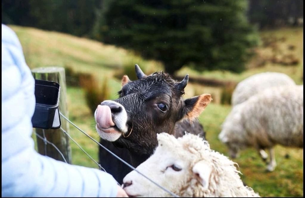 Romantic B&B Cottage Getaway on a Farm in the Countryside near Oamaru ...