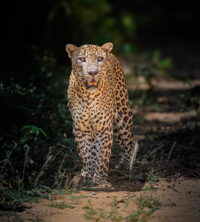 Wilpattu Buma Lodge, Pahala Maragahawewa (aktualisierte Preise für 2025)