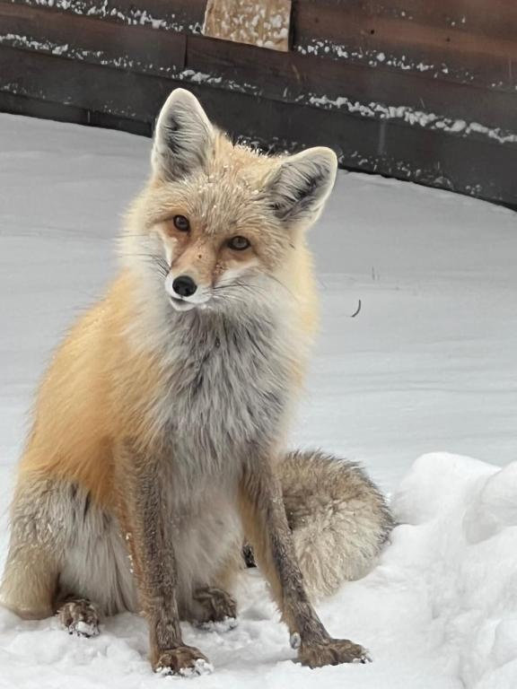 The Fox Den, West Yellowstone (updated prices 2026)