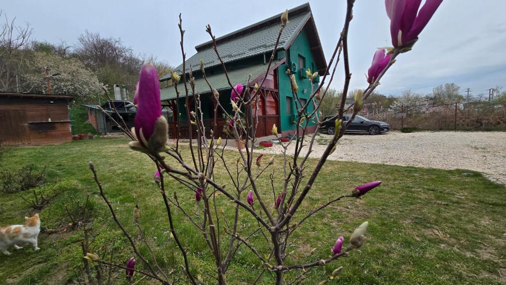 Casa delta verde, Mahmudia (preus actualitzats 2025)