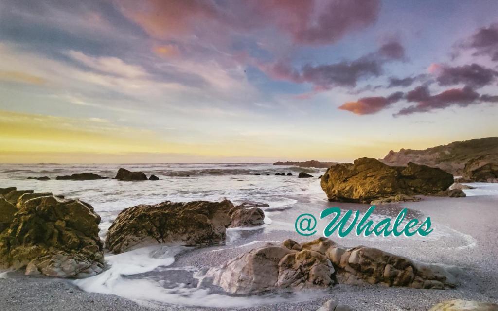 Whales, Hermanus (updated prices 2025)