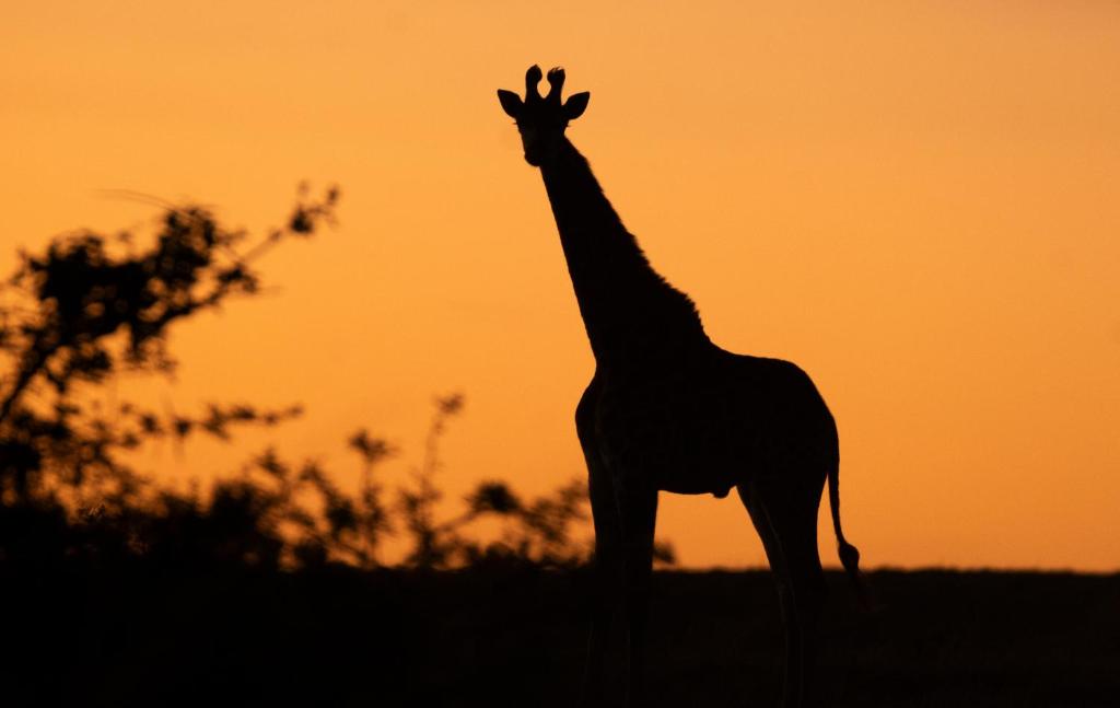 Bay Safaris, Doringkloof (precios actualizados 2026)