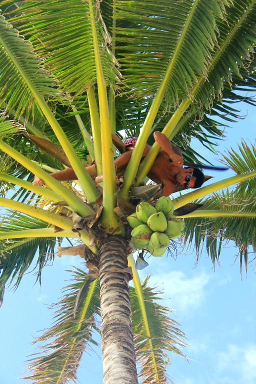 Nautilus Resort, Rarotonga (updated prices 2025)