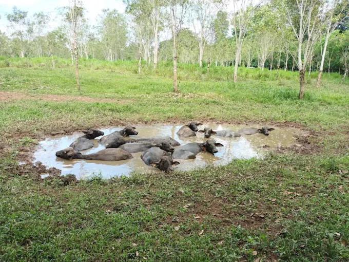 Hostel Guacimo Workaway and Workpackers, Guácimo (precios actualizados ...