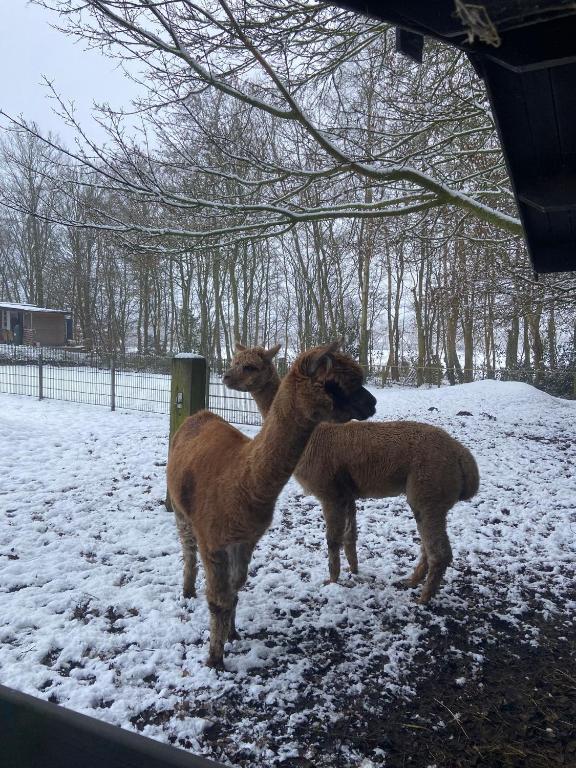 Grutsk Op 12 Drachten Updated Prices 2026