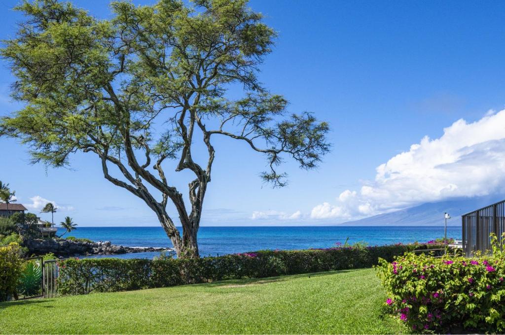 Napili Point A27 1BD Boasts Prime Location, Honokowai (precios ...
