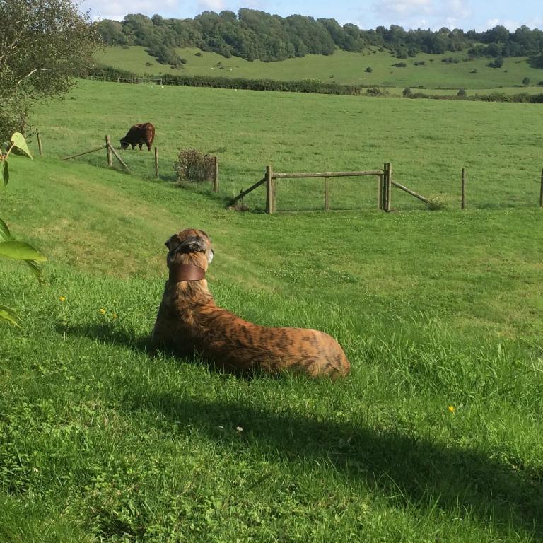 Higher Melcombe Manor, Ansty (updated prices 2025)