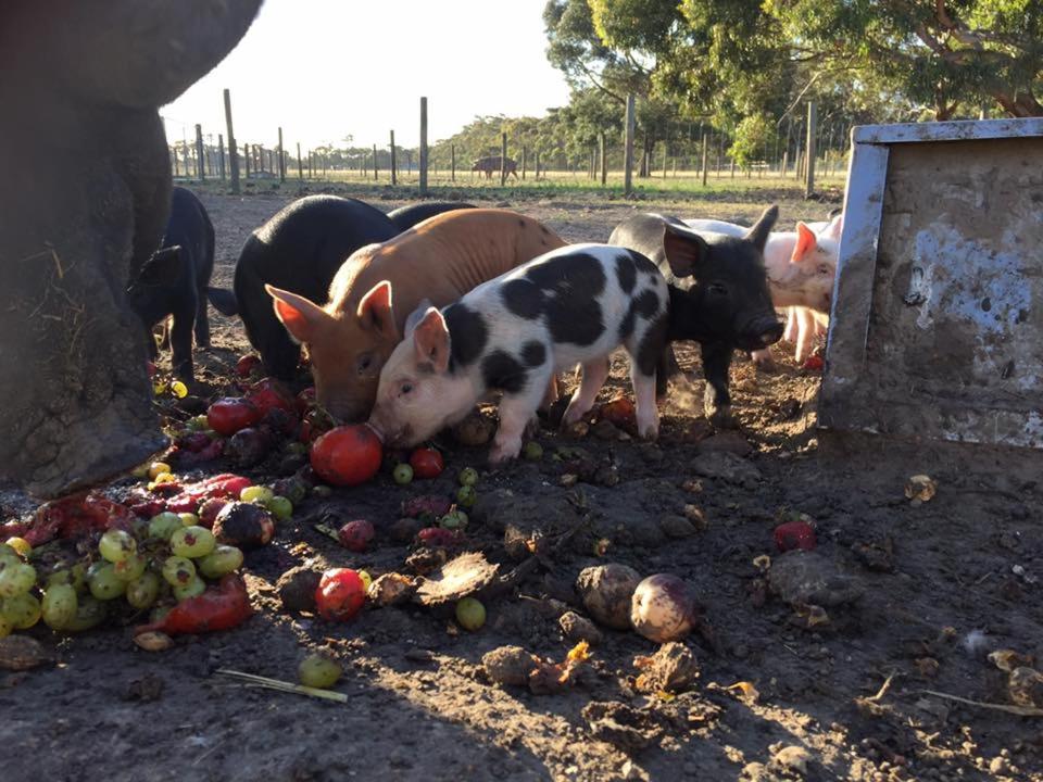 Freshwater Creek Cottages & Farm Stay, Torquay (updated prices 2025)