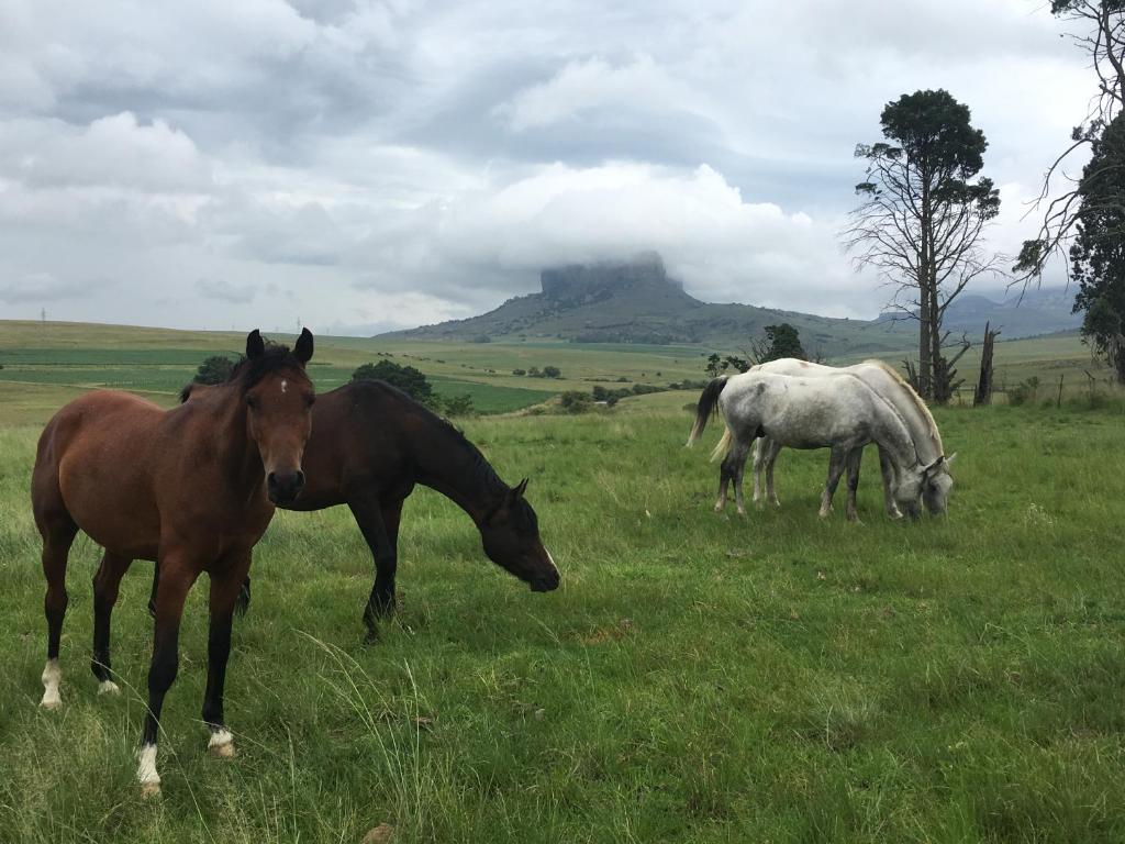 Riverview Country Inn, Van Reenen (updated prices 2025)