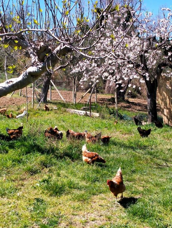 Lodge in the Olive farm, Chieti (updated prices 2026)