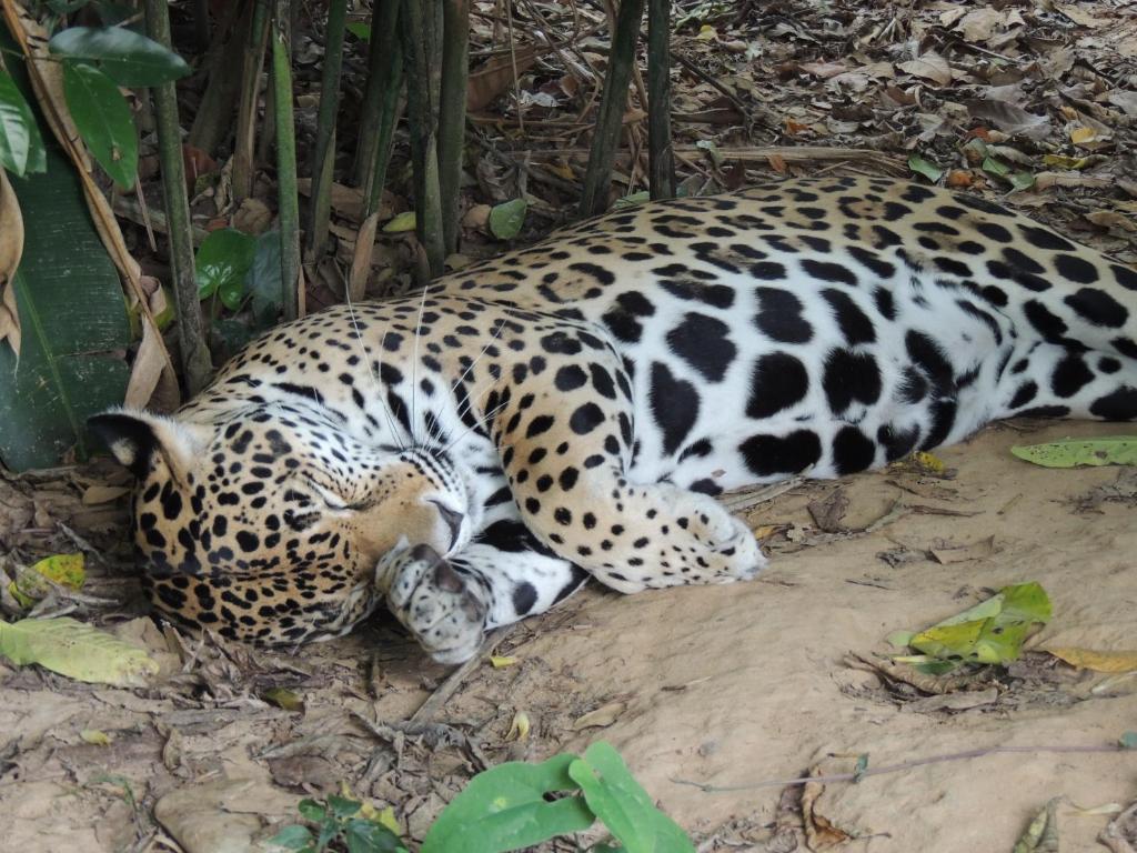 Banana Bank Lodge & Jungle Horseback Adventures, Belmopan (updated ...