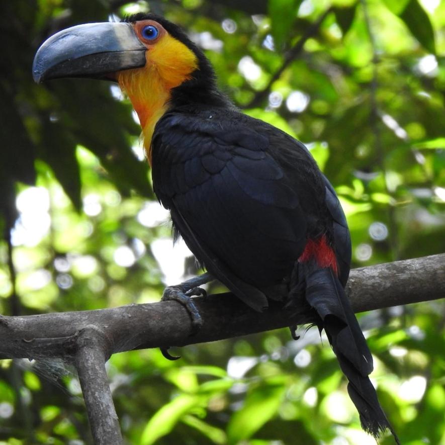 Aruá Observação de aves e natureza, Praia do Forte
