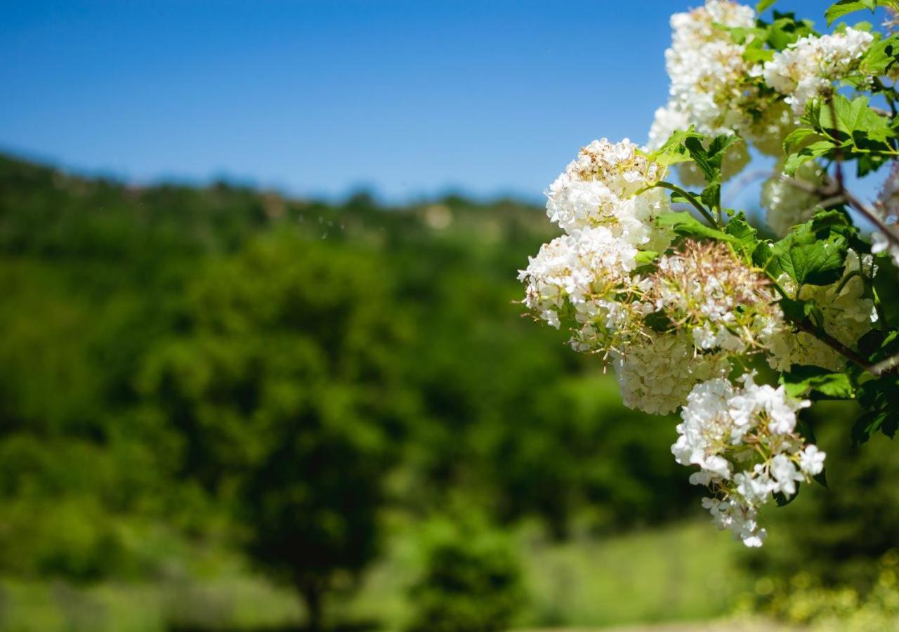 Tuong Vi Flower In English | Best Flower Site