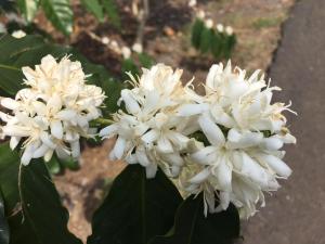 Coffee Garden, Captain Cook (updated prices 2025)