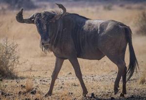 Ritsako Game Lodge, Klipdrift – Updated 2023 Prices