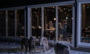 Northern Lights Ranch, Levi (updated prices 2025)