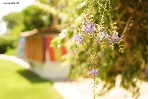 Eretz Zeelim, Ẕeʼelim (updated prices 2025)