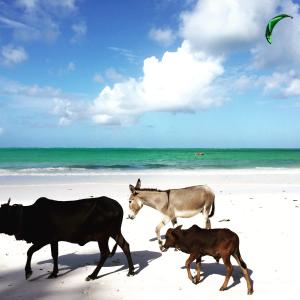 B4 Beach Club, Paje (updated prices 2025)