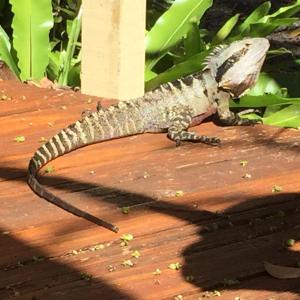 Byron Bay Rainforest Resort, Byron Bay (updated prices 2025)