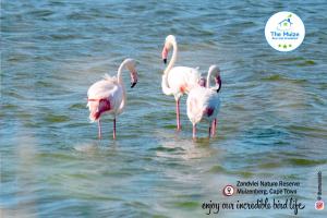 The Muize, Muizenberg (updated prices 2025)