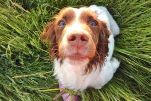 The Vobster Inn, Radstock (updated prices 2025)