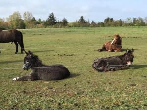 BB-Vadehavet Ferielejlighed til 6 personer ved Nationalpark Vadehavet ...