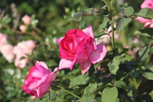 BELLA ROSA FARM, Midrand (updated prices 2025)