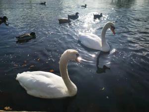 The Caledonian Thistle Hotel, Callander (updated prices 2025)