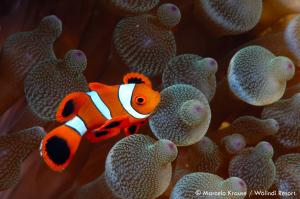 Walindi Plantation Resort, Kimbe (updated prices 2025)