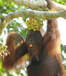 Sukau Backpackers Bed & Breakfast, Sukau (updated prices 2025)