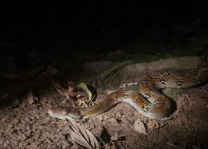 Sukau Backpackers Bed & Breakfast, Sukau (updated prices 2025)