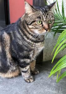 Green Tiger House, Chiang Mai (updated prices 2026)