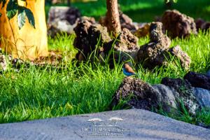 Lake Elementaita Nature Pebbles & Spar, Gilgil (updated prices 2025)