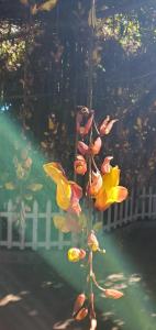 Hotel & Restaurant Fleur de Lis, Concepción de Ataco – Updated 2023 Prices