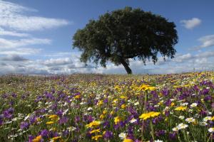 Casa dos Avós, Alcaria (updated prices 2025)