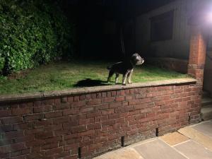 Award winning pet friendly paddock cottage, Whitby (updated prices 2025)