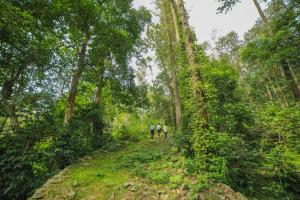 WOW Bison Woods Organic Veg Resort - Yercaud, Yercaud (updated prices 2025)