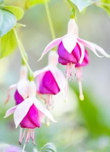 Centrella Hotel, a Kirkwood Collection Hotel, Pacific Grove – Updated ...