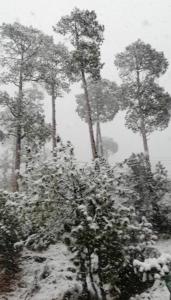 Navid's Holiday Resort and Hotel, Murree, Ghora Gali (updated prices 2025)