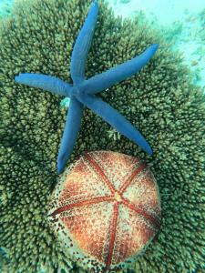 Balma Beach Inn, Faafu (updated prices 2025)