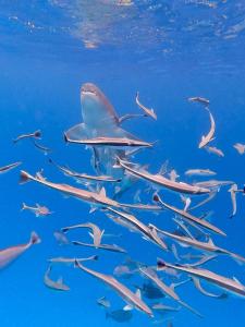 Balma Beach Inn, Faafu (updated prices 2025)