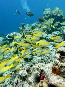 Balma Beach Inn, Faafu (updated prices 2025)