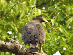 Babai Resort Pvt Ltd, Bardia (updated prices 2025)