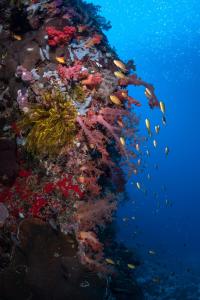 Emoha Dive Resort, Oslob (updated prices 2025)