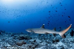 Emoha Dive Resort, Oslob (updated prices 2025)