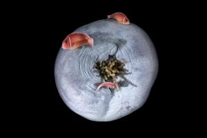 Emoha Dive Resort, Oslob (updated prices 2025)