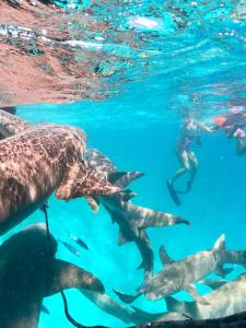 Balma Beach Inn, Faafu (updated prices 2025)