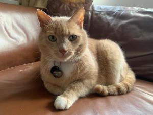 Barn Cottage Quirky Weaver's Cottage in Quaint Hamlet, Holmfirth ...
